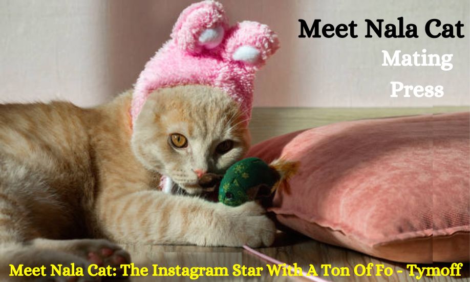 Meet Nala Cat: The Instagram Star With A Ton Of Fo - Tymoff