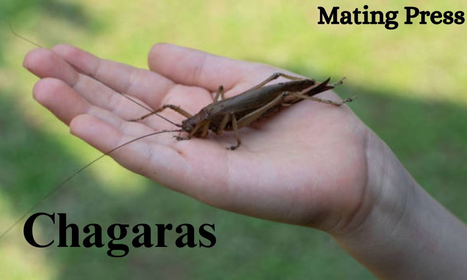 Chagaras: Cultural Tapestry of an Iconic Symbol - 2026