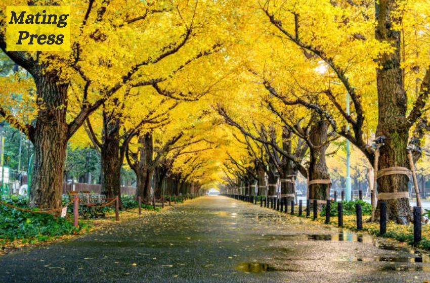 Yellow Spring Road: Gem with Natural Beauty - Mating Press