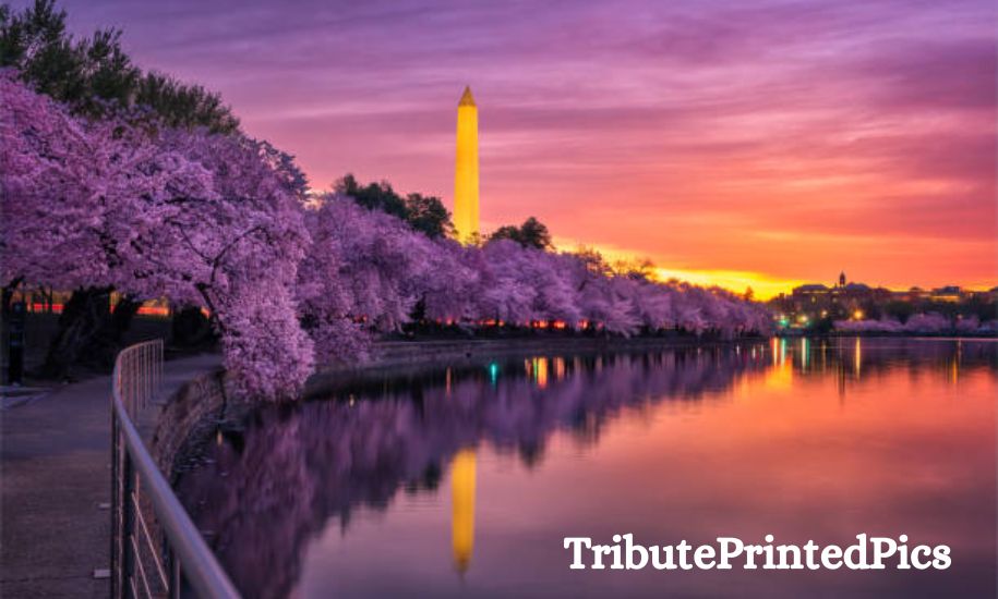 Personalized Memories Brought to Life: TributePrintedPics